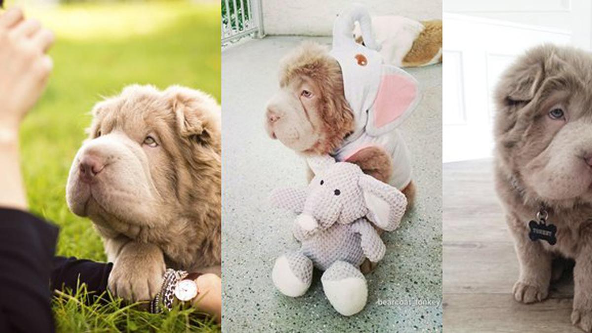 Si Imut Tonkey, Anak Anjing Lucu Yang Mirip Beruang - Photo Fimela.com