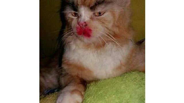 5 Potret Menggemaskan Kucing Saat Pakai Makeup