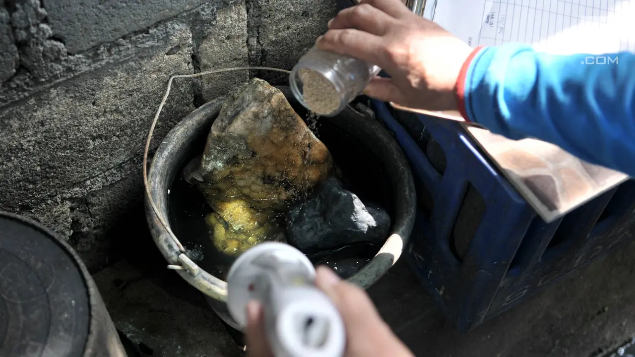 Warga Jakarta Langsung Didenda Rp 50 Juta Jika Ada Jentik Nyamuk DBD di ...