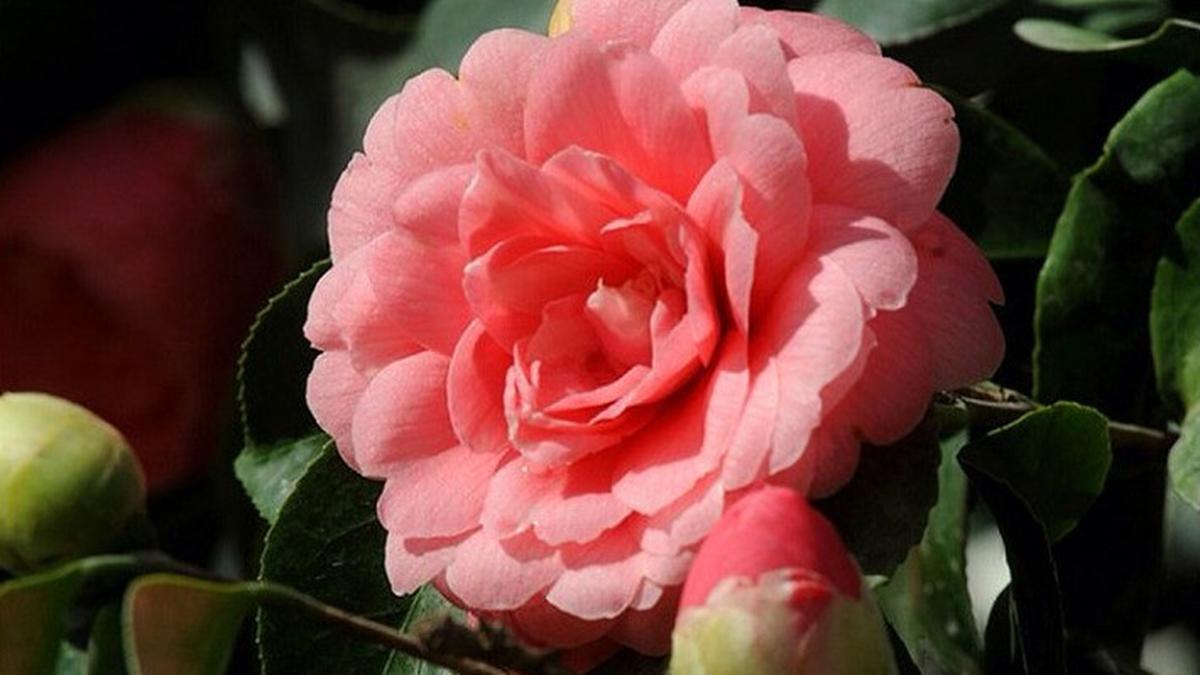 Middlemist's Red Si Bunga Paling Langka Sedunia, Hanya Tumbuh di Dua ...