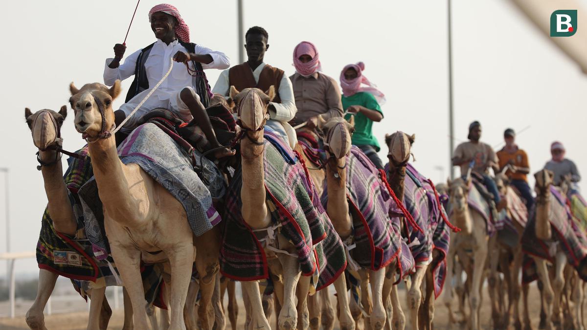 Foto: Melihat Keseruan Latihan Balap Unta di Qatar sebelum Jumatan, Ada ...