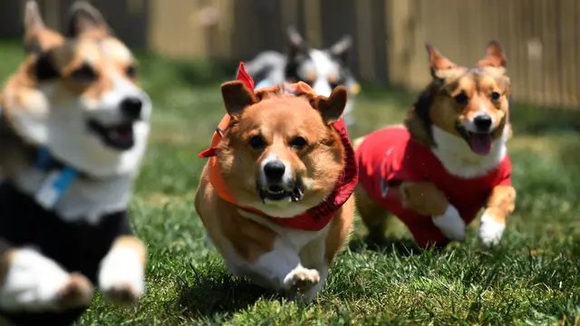 Jenis Anjing Peliharaan Bisa Ungkap Kepribadian Anda - Citizen6 ...