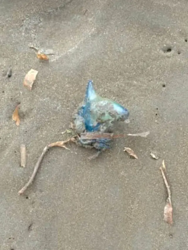 Pantai Kebumen dan Cilacap Diserbu Ubur-Ubur Api - Regional Liputan6.com