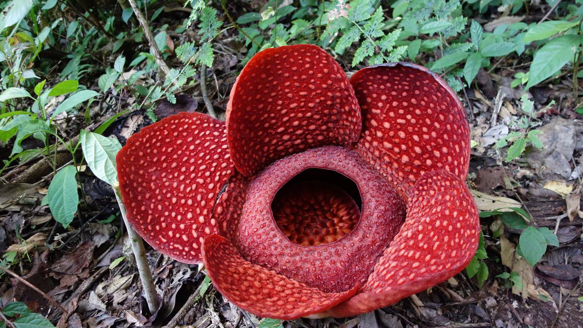 Fakta Unik Rafflesia Arnoldii, Bunga yang Lagi Ulang Tahun ke-25 ...