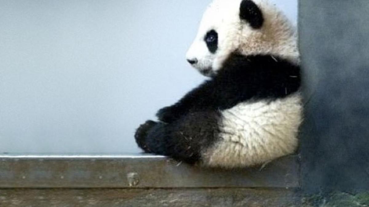 10 Bayi Hewan Menggemaskan Ini Bakal Temanimu Bersantai di Rumah ...