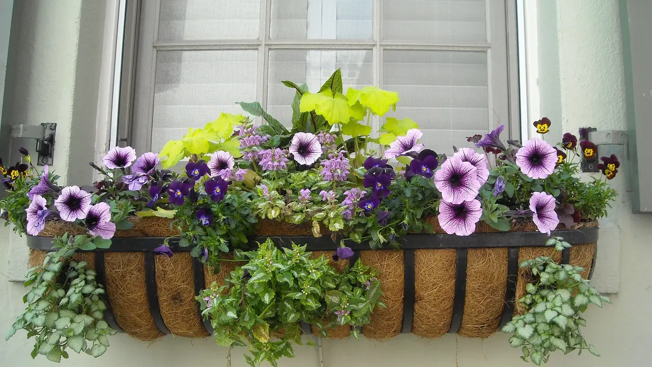 12 Jenis Bunga yang Bisa Ditanam Dalam Pot, Perawatannya Mudah - Hot ...