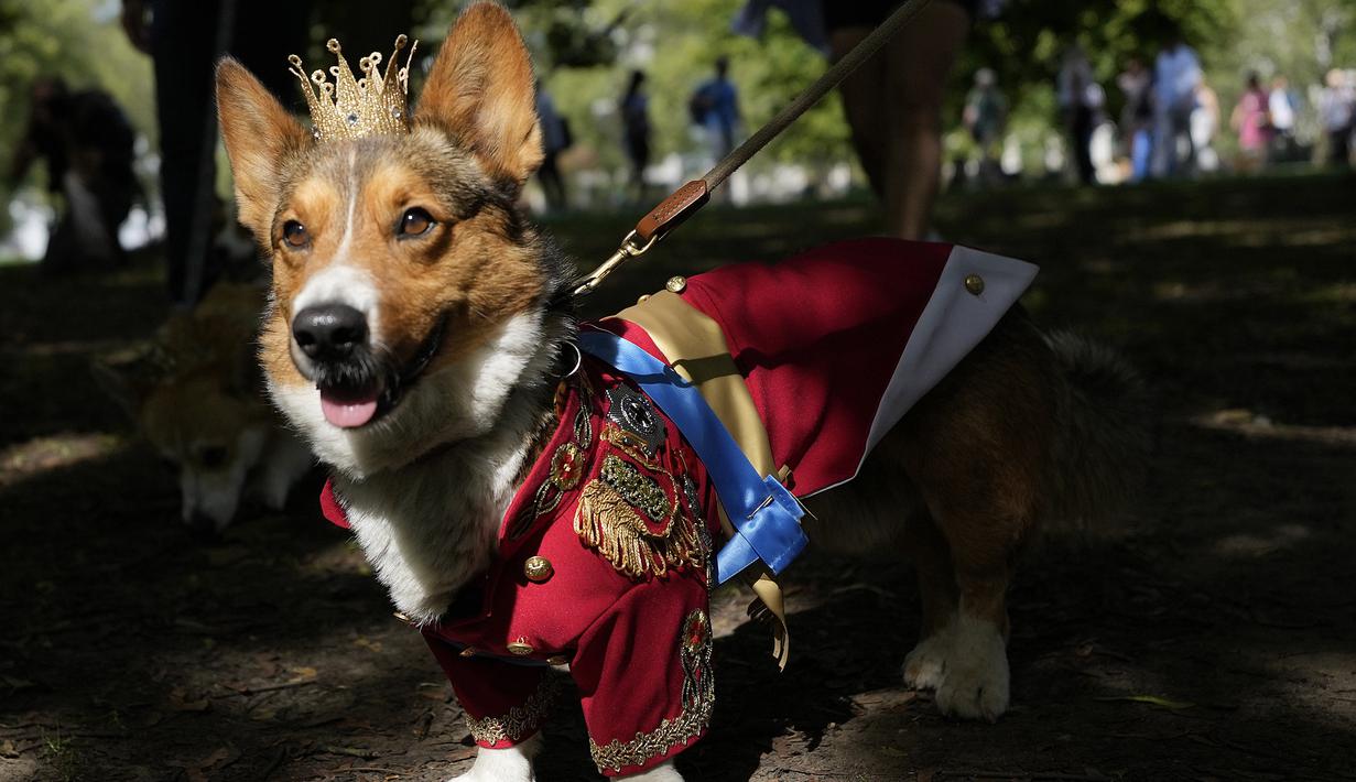 Parade Corgis di Istana Buckingham, Menandai Setahun Kematian Ratu ...