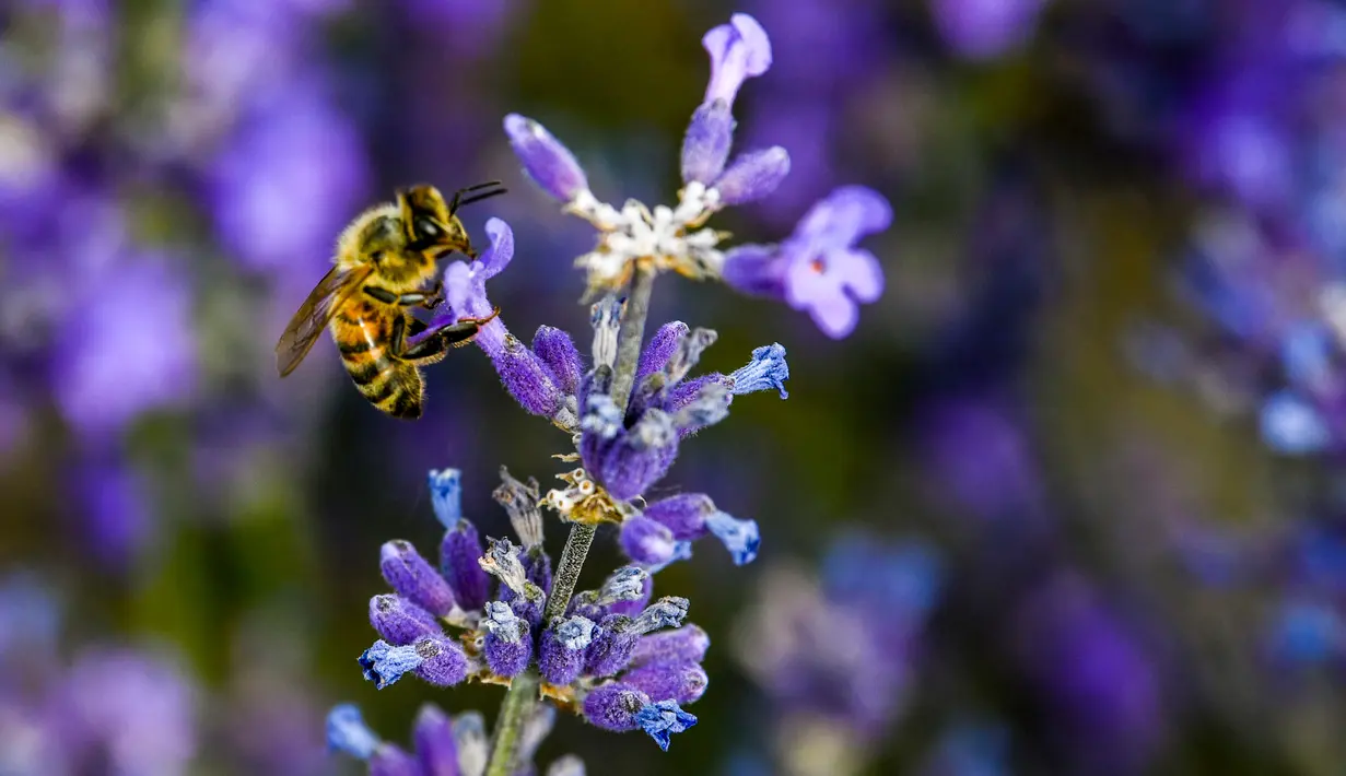 FOTO: Mengunjungi Ladang Lavender di Daerah Otonom Uighur Xinjiang ...