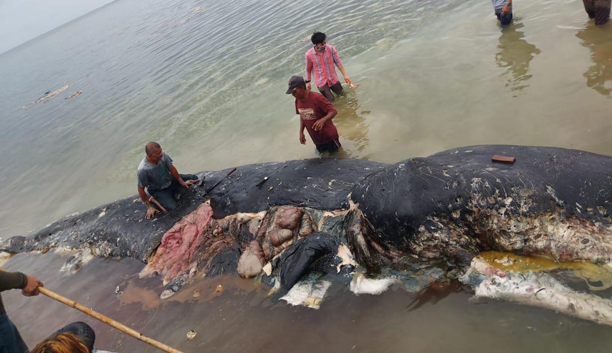 FOTO: Paus Mati di Wakatobi, Isi Perutnya Sampah hingga Sandal Jepit ...