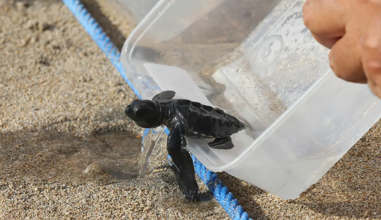 400 Bayi Penyu Lekang Dilepasliarkan di Pantai Bali - Foto Liputan6.com
