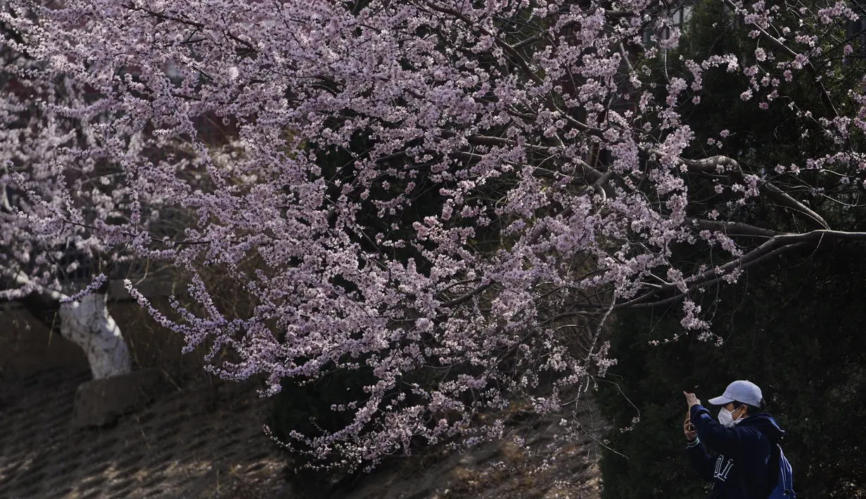 Saat Bunga Sakura Bermekaran di China - Foto Liputan6.com