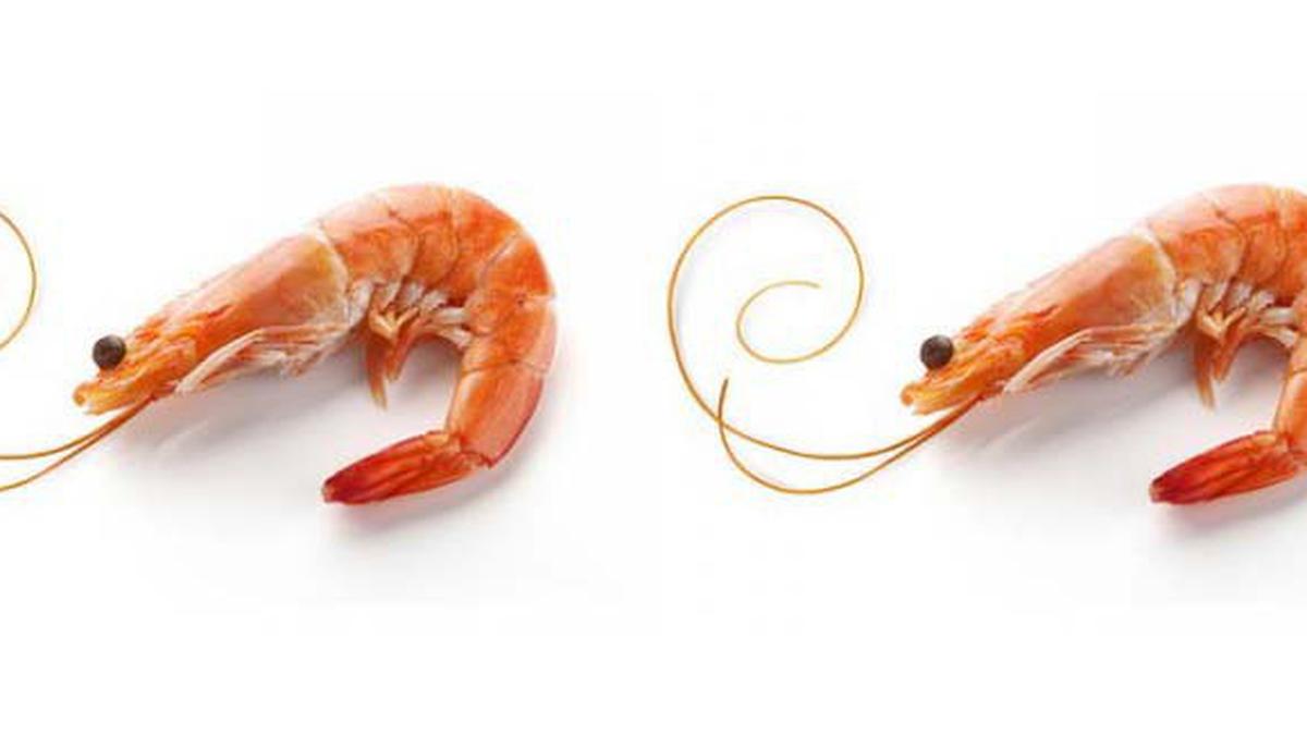 Bagian Udang yang Terbuang namun Ternyata Bermanfaat (I)