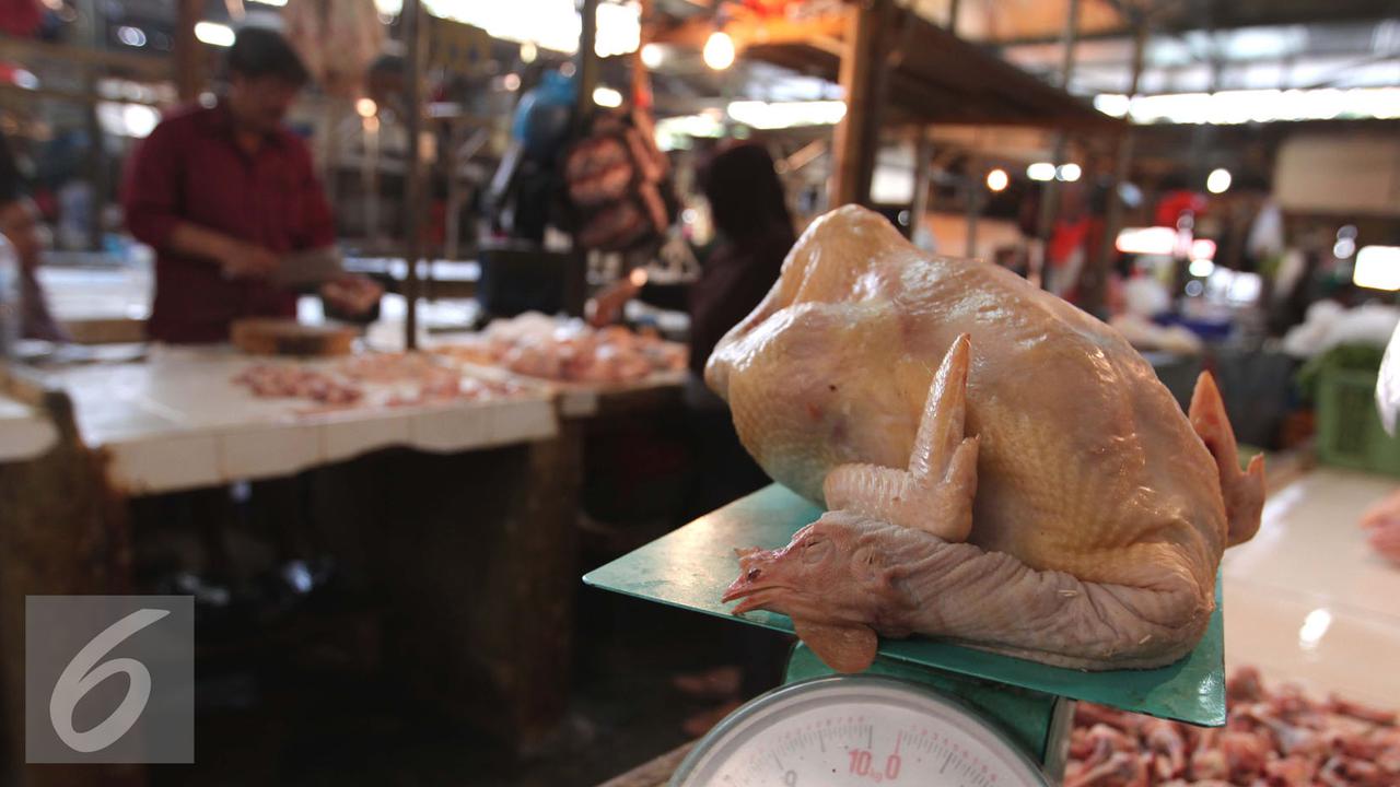 Harga Mahal, Ribuan Ayam Potong Tetap Ditolak Masuk Kalbar