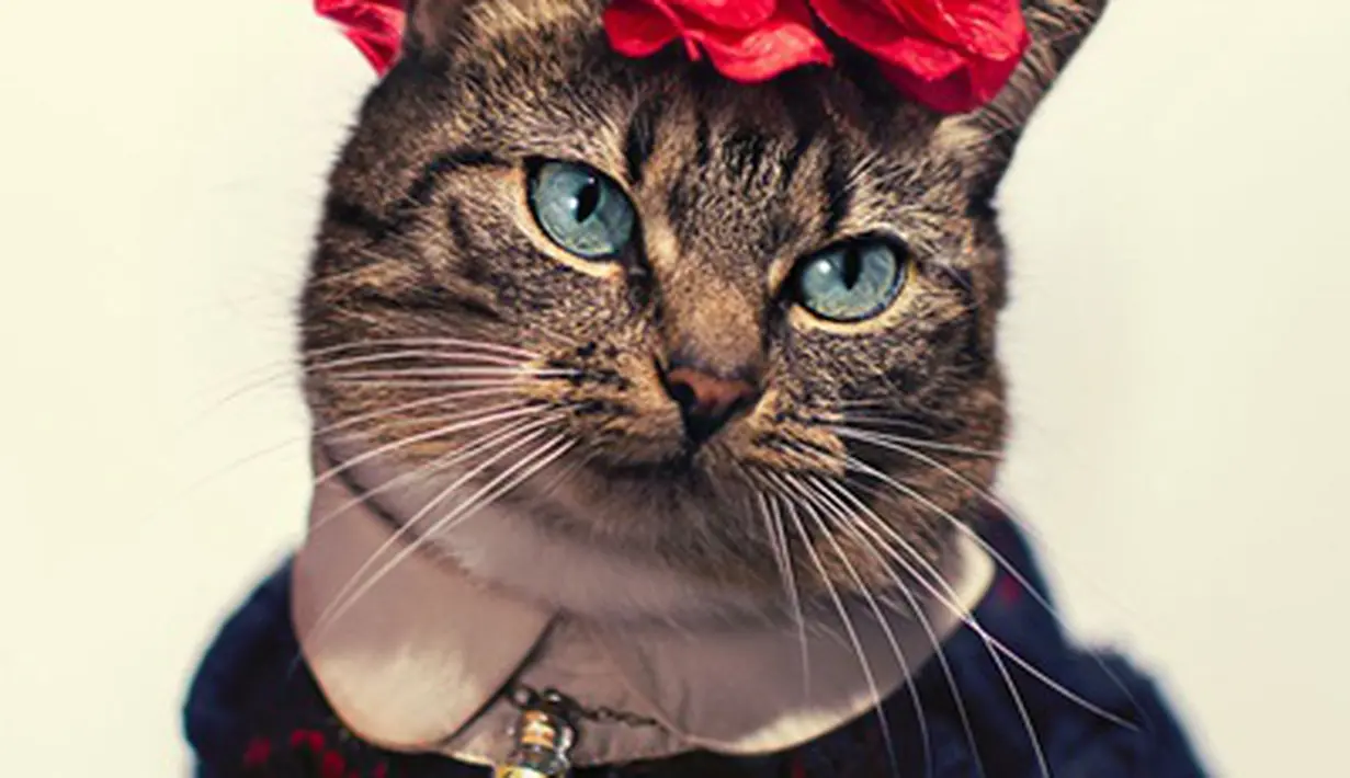 Hummus: Kucing Lucu Penderita Leukimia Suka Dandan Dan Foto - Photo ...