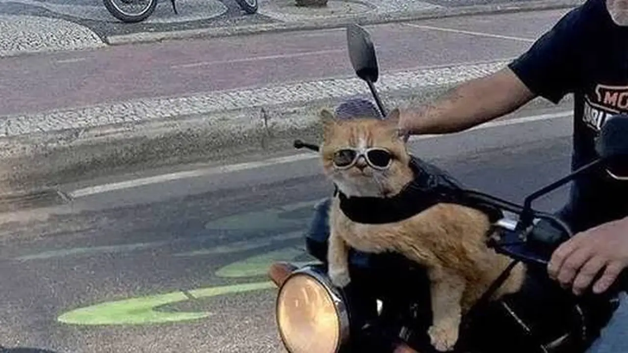 7 Potret Nyeleneh Orang Jalan-Jalan Bareng Kucing Ini Kocak Banget ...