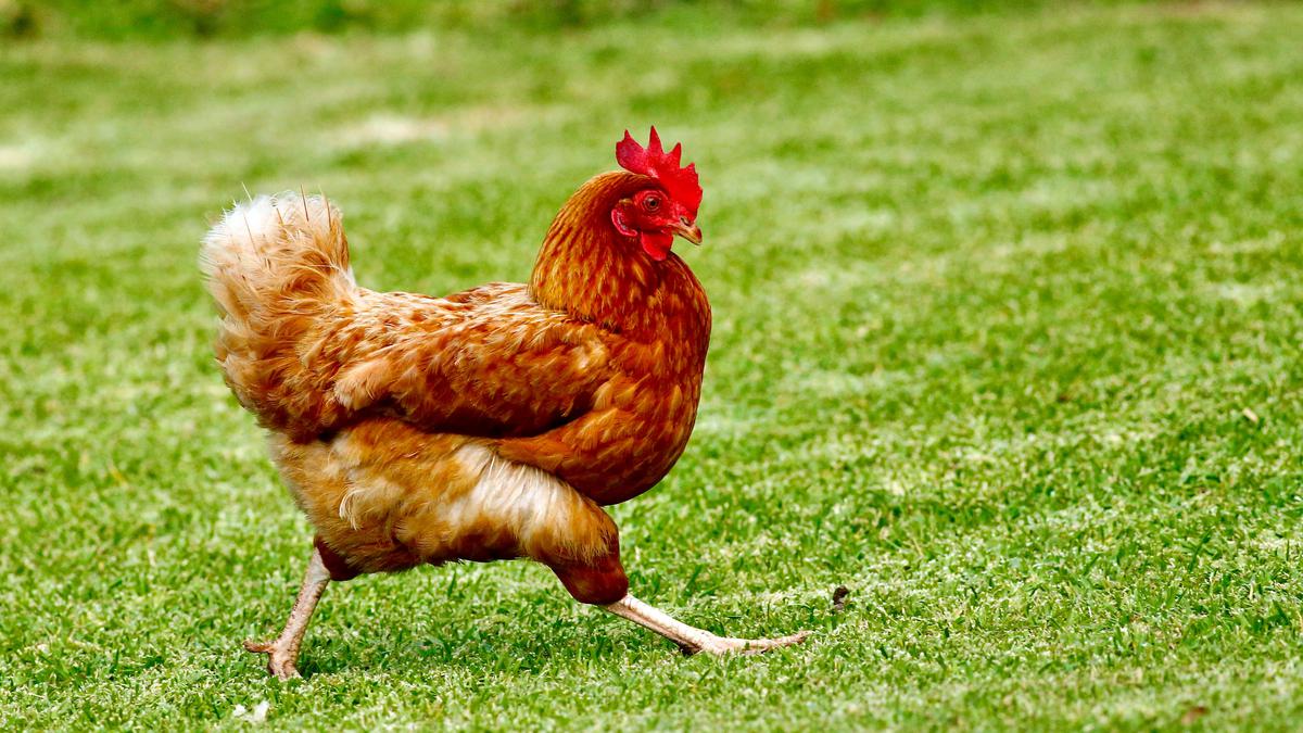 11 Arti Mimpi Ayam yang Menunjukkan Pertanda Baik dan Buruk - Lifestyle ...