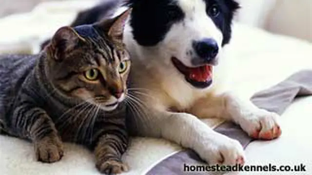 Anjing Versus Kucing - Tekno Liputan6.com