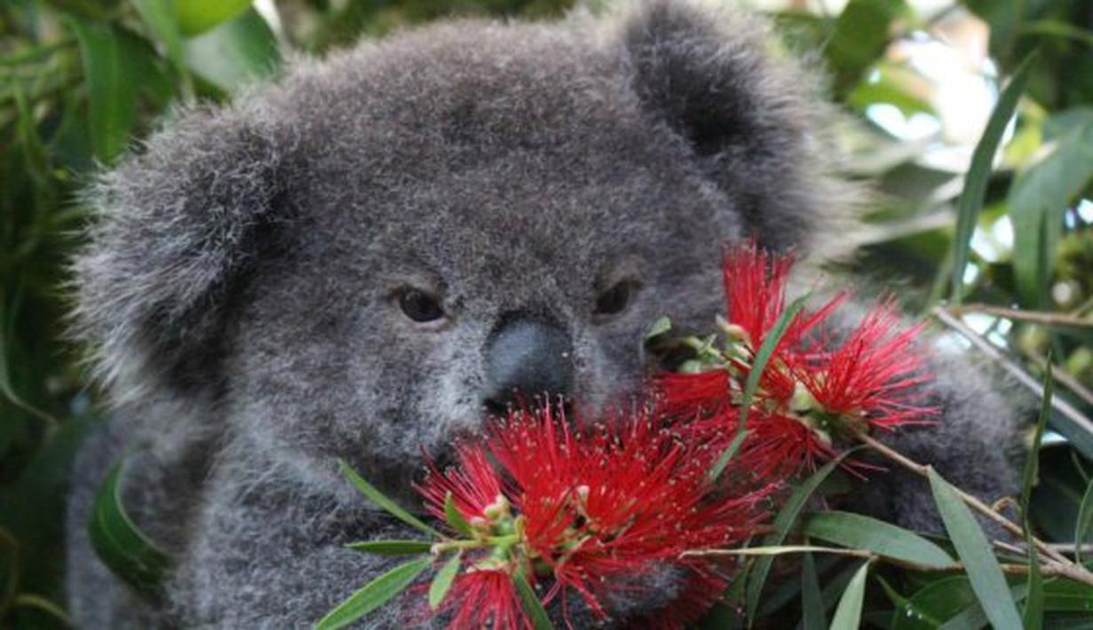 Archer si Koala Imut Yang Akan Membuat Anda Gemas - Photo Fimela.com