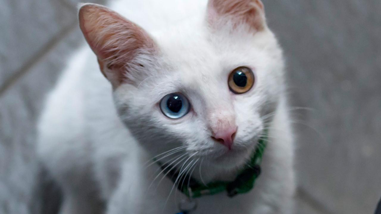 5 Fakta Unik Kucing Odd Eye, Warna Mata Berbeda Kanan dan Kiri