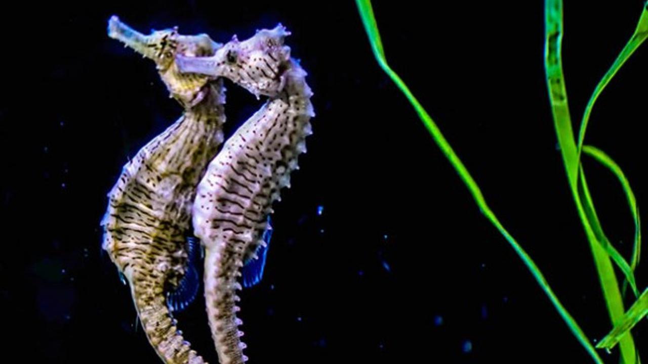 10 Ciri-ciri Kuda Laut, Hewan Laut yang Sangat Unik