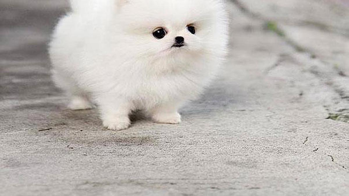 Aww, Lucunya Hewan-Hewan Berbulu Tebal Ini - Photo Fimela.com