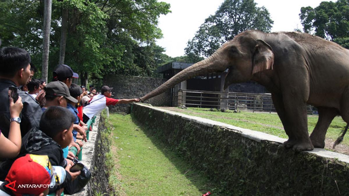 Bonbin Ragunan Terbesar ke-2 di Dunia, Tapi Kurang Kandang Monyet ...