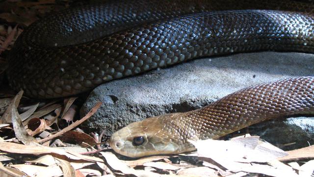 Waspada! 10 Ular Berbisa Paling Mematikan yang Harus Anda Ketahui