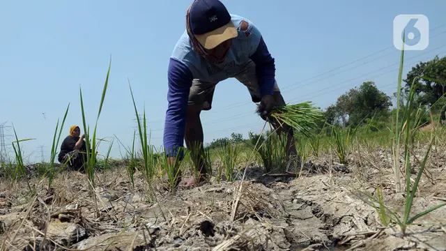 Musim Tanam Padi di Sejumlah Wilayah Indonesia Mundur Sebulan - Bisnis Liputan6.com