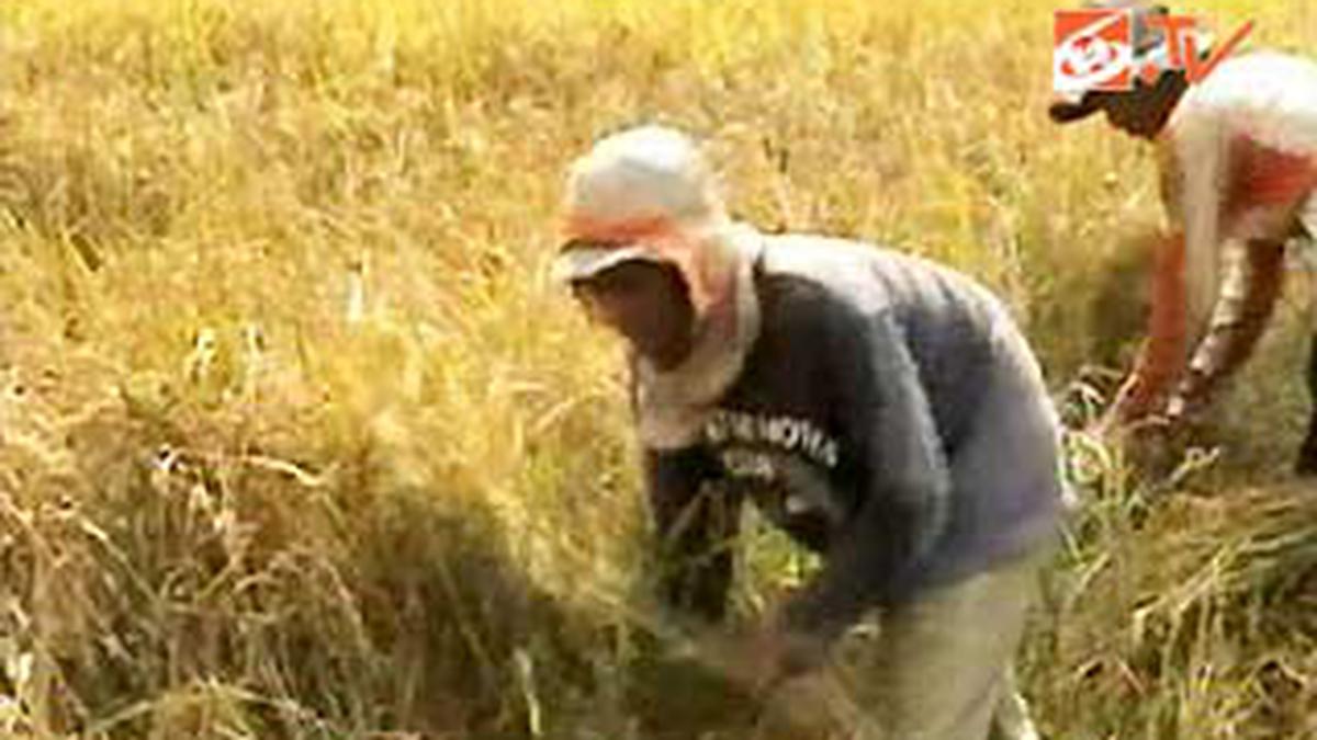 Ratusan Hektare Padi Gagal Panen - News Liputan6.com