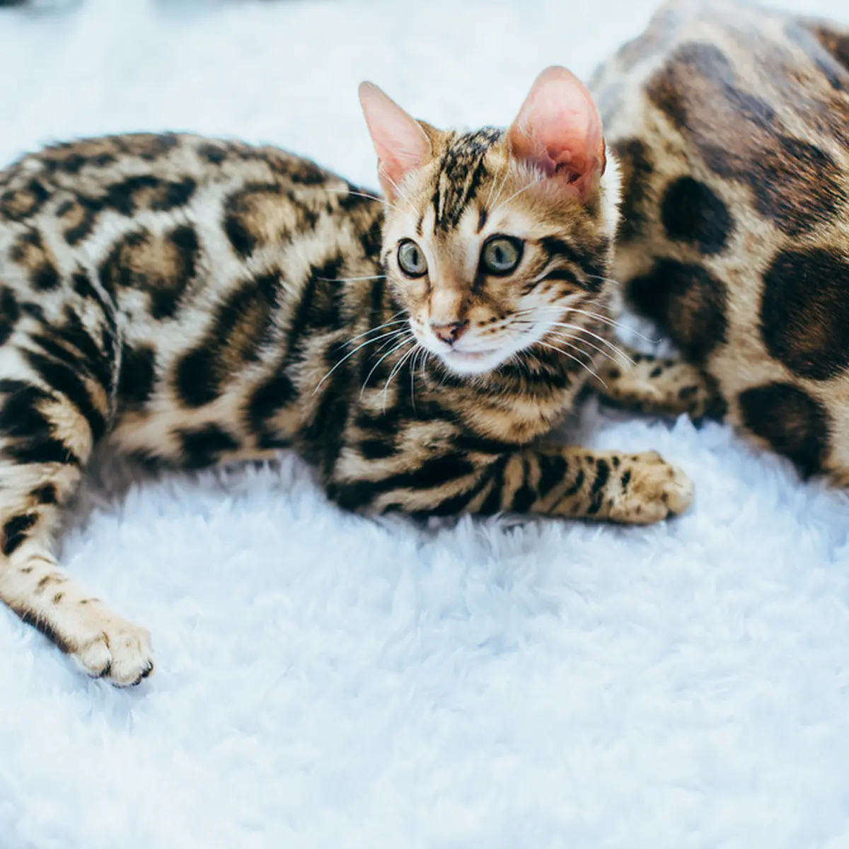 Kucing Bengal