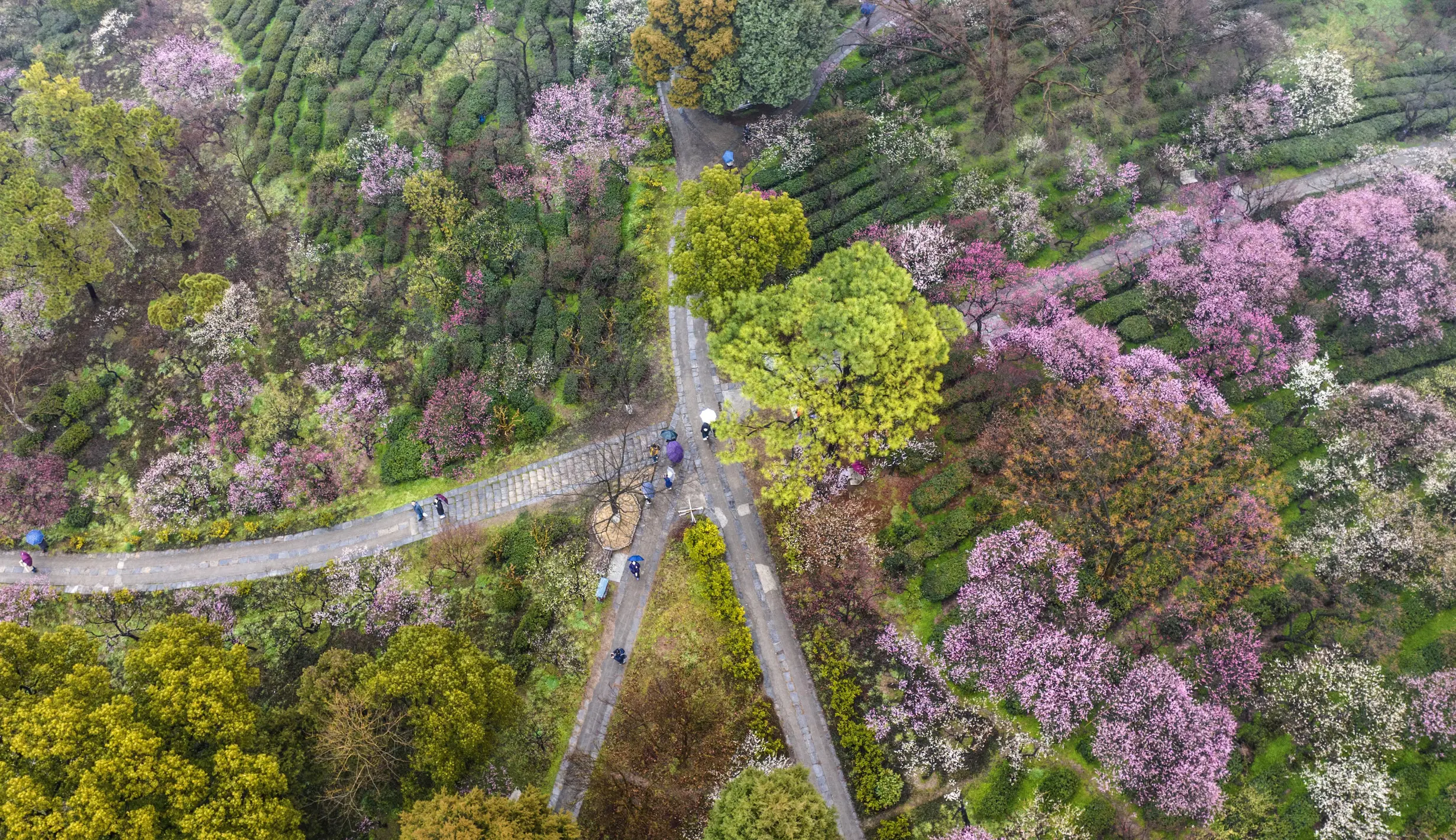 Bunga Plum yang Bermekaran Warnai Nanjing China - Foto Liputan6.com