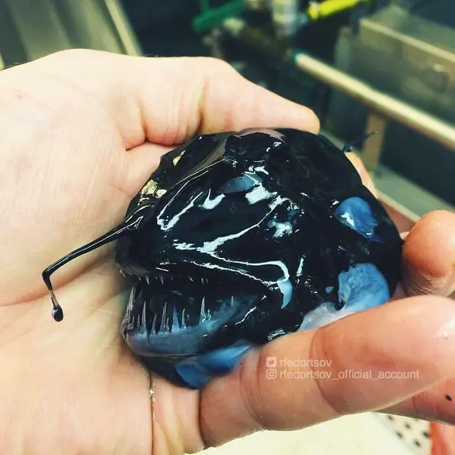 7 Potret Ikan Perairan Laut Dalam Ini Unik, Penampakannya Bikin ...