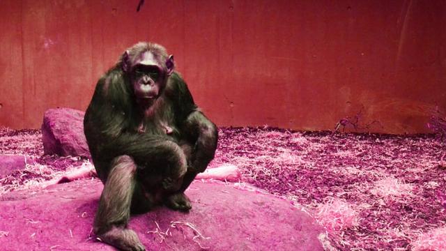 5 Hewan Paling Pintar di Dunia, Simpanse Masih Jajaki Peringkat Satu ...