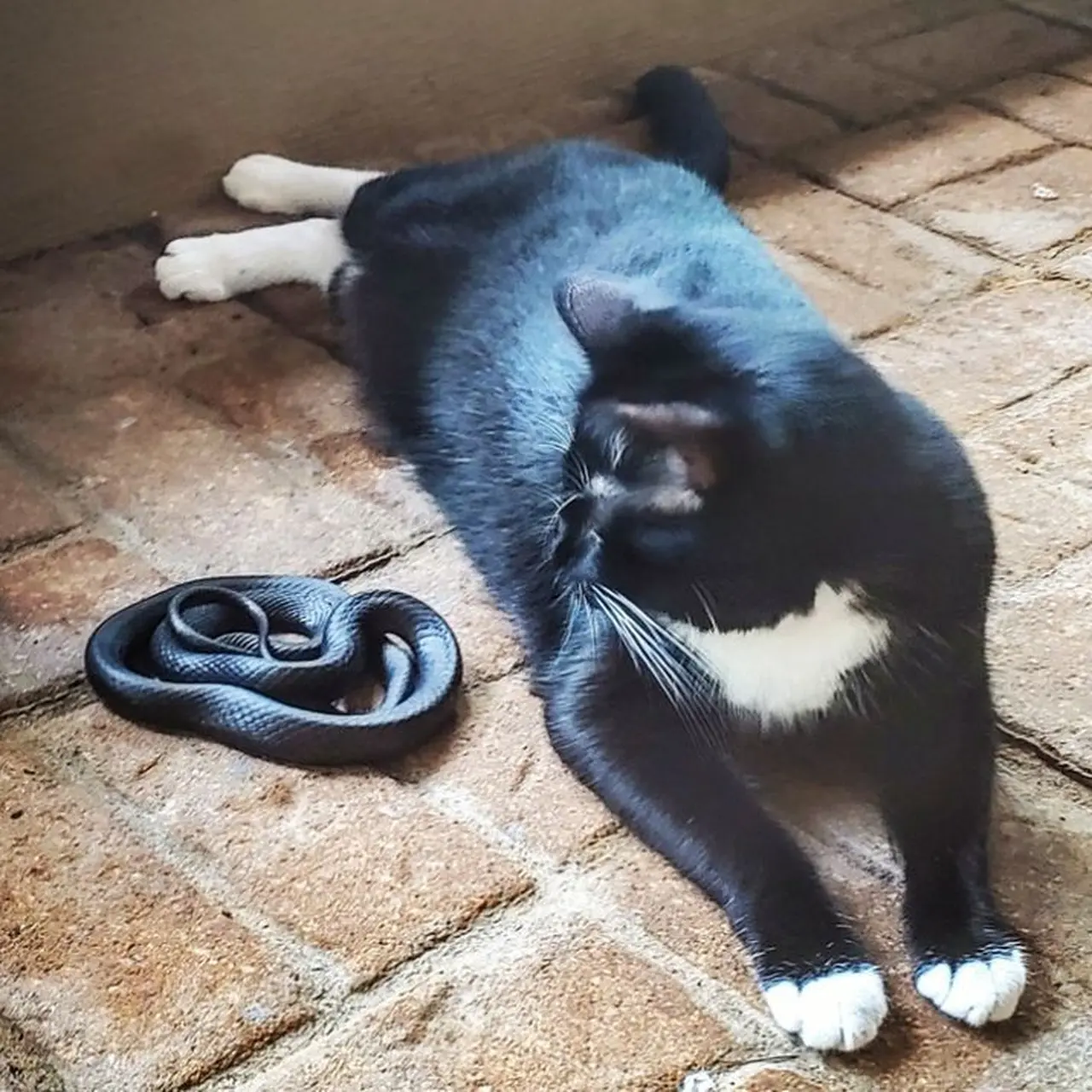 10 Potret Tingkah Kucing Super Kocak, Lucu tapi Bikin Heran - Citizen6 ...