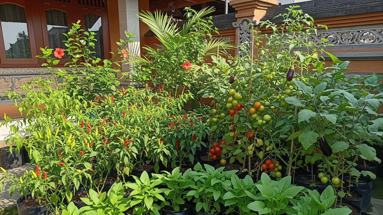 8 Model Kebun Sayur Mini Metode Polibag untuk Lahan Terbatas, Solusi ...
