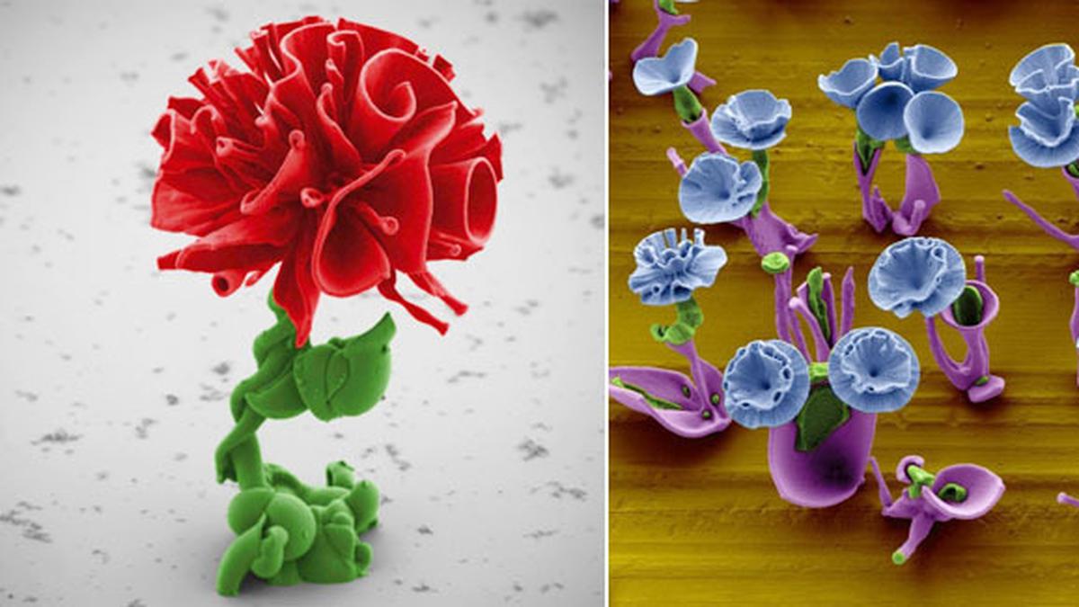 Bunga-Bunga Cantik Ini Ukurannya Lebih Kecil Dari Debu - Lifestyle ...