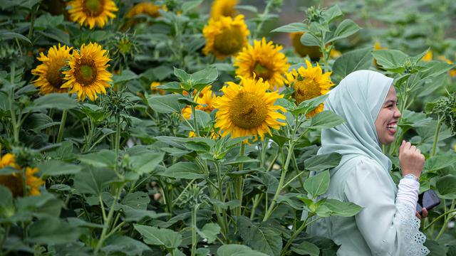 Menikmati Pesona Rimbunnya Bunga Matahari di Sunflower Garden Malaysia ...