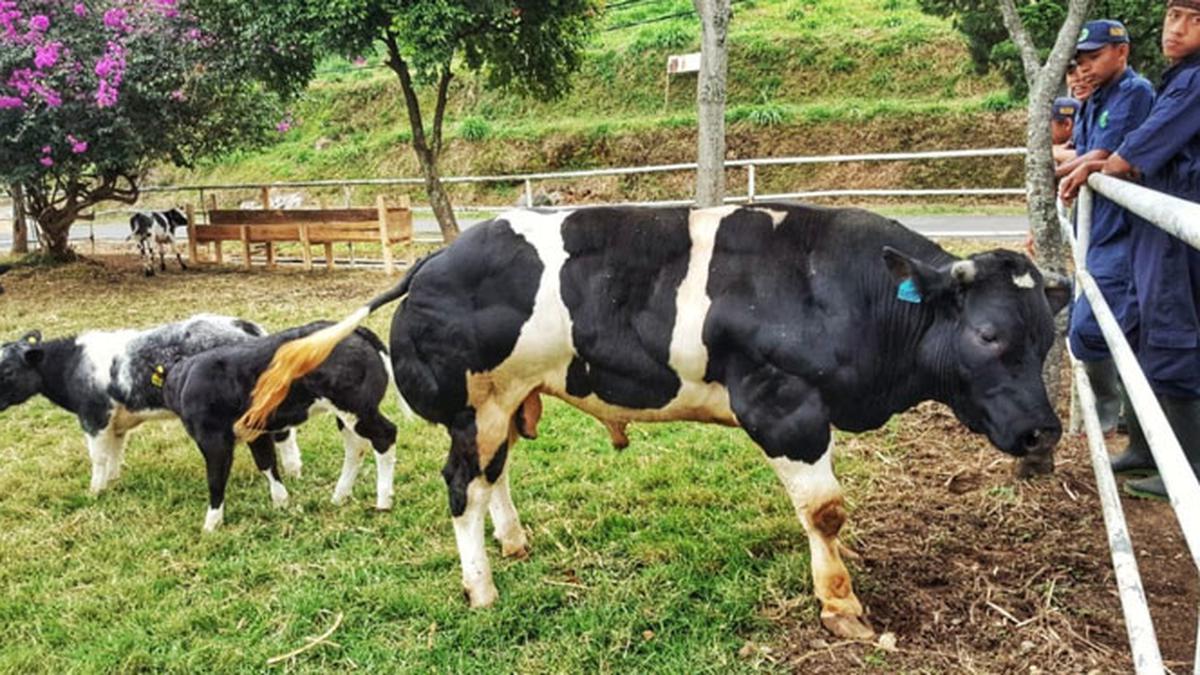 Sapi Super Belgian Blue Jadi Harapan Baru Capai Swasembada Daging Sapi ...