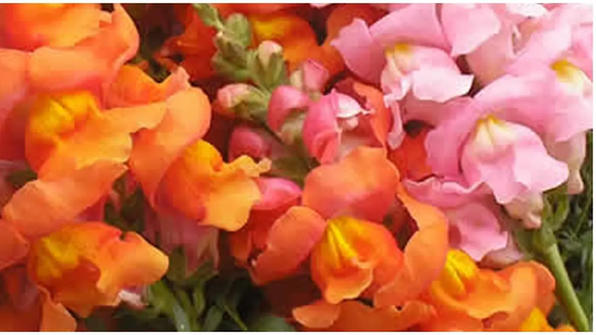 Seram! Bunga Cantik ini Berubah Menjadi Bentuk Tengkorak Setelah Layu ...