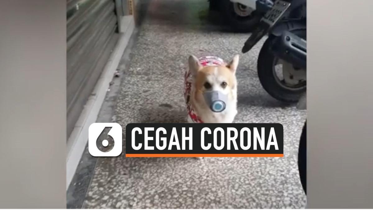 VIDEO: Cegah Virus Corona, Anjing di Taiwan Juga Pakai Masker ...
