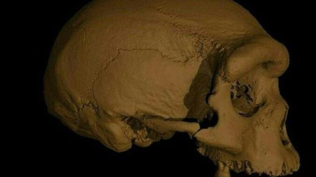 Ciri-Ciri Pithecanthropus erectus dan Sejarah Penemuannya di Jawa - Hot ...