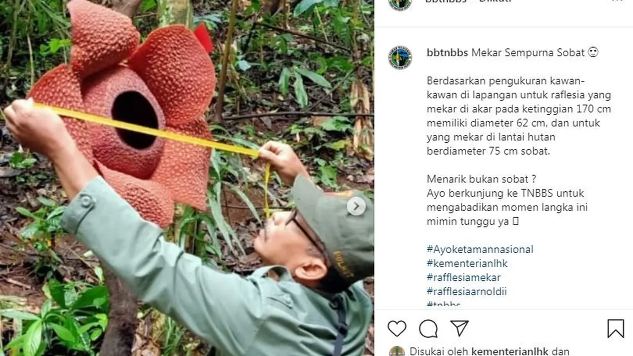 Cantiknya Bunga Rafflesia yang Sedang Mekar di Taman Nasional Bukit ...