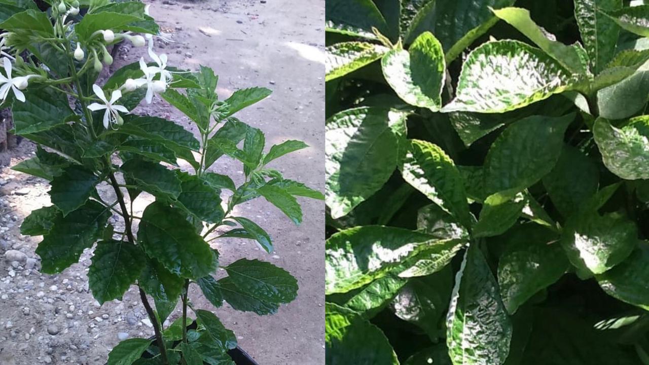 Serba-serbi Keji Beling, Tanaman Herbal untuk Antidiabetes hingga Batu ...