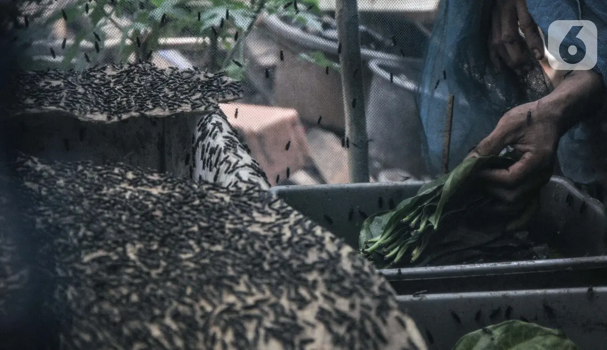 FOTO: Budi Daya Maggot untuk Kurangi Sampah Organik - Foto Liputan6.com