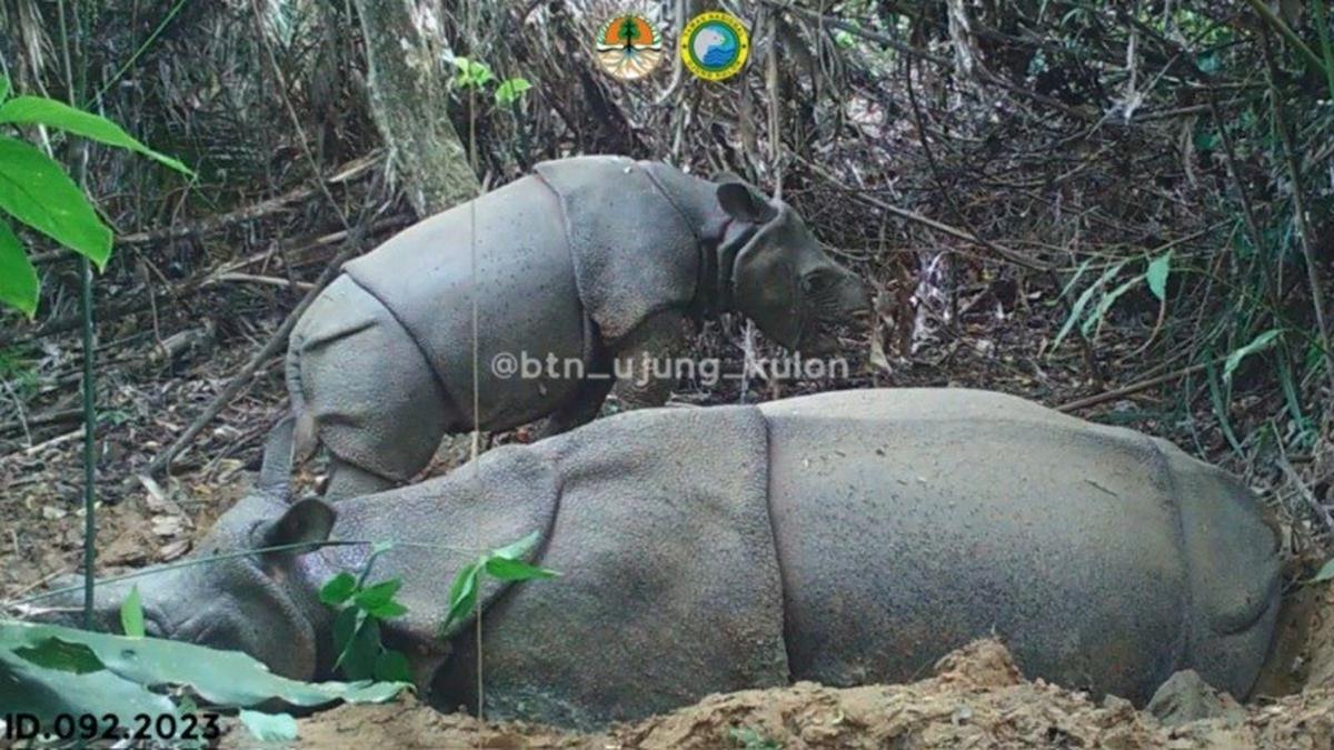 Kamera Jebak Berhasil Rekam Satu Individu Badak Jawa, Diduga Anakan ...