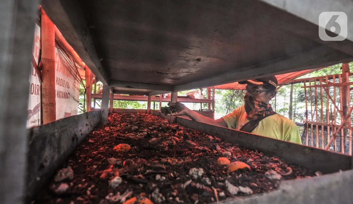 FOTO: Budi Daya Maggot untuk Kurangi Sampah Organik - Foto Liputan6.com