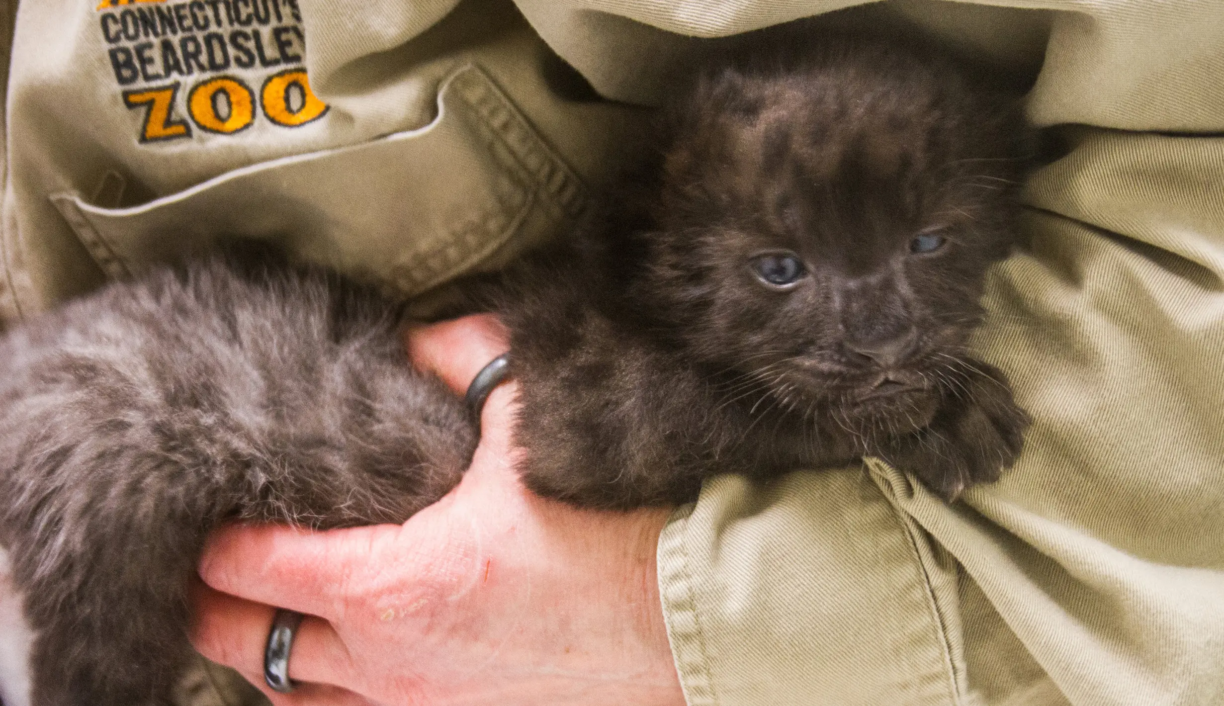 FOTO: Lucu, Dua Anak Macan Amur Langka Lahir di Amerika - Foto Liputan6.com