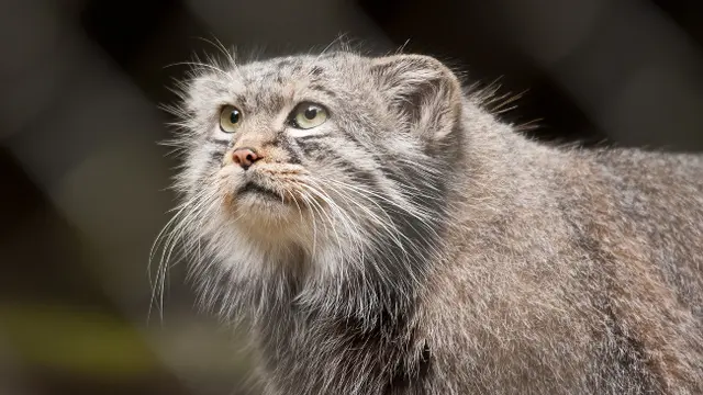 Lagi Ramai di Medsos, Ini 10 Fakta Unik Pallas Cat yang Langka ...