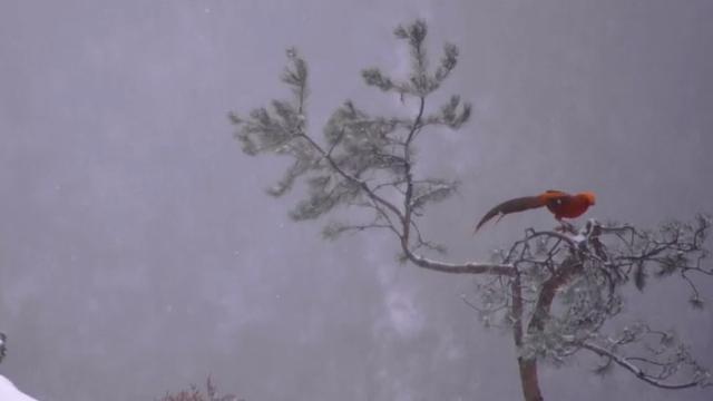 Burung Phoenix Merah Langka Terlihat Menikmati Salju di China - Global ...