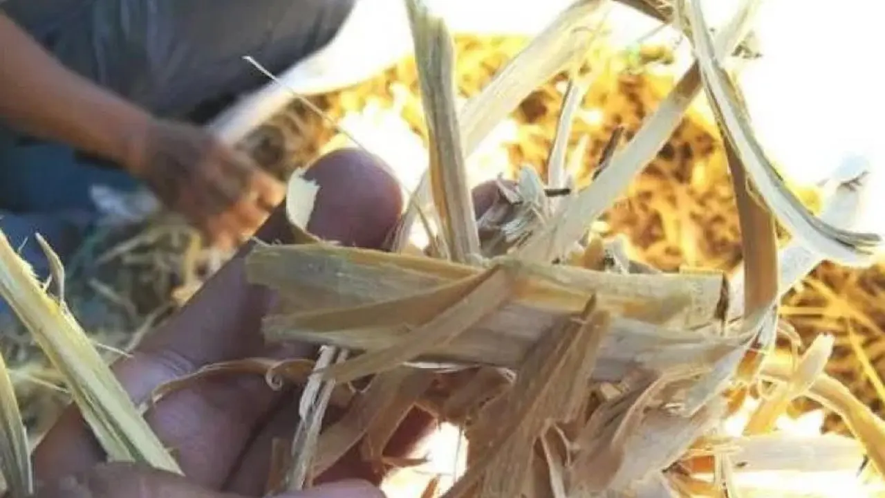Mengenal Doro Putih, Bahan Jamu Bersalin Racikan Madura - Lifestyle ...